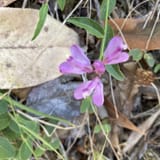 Bon Tempe Lake Loop, California - 2,083 Reviews, Map | AllTrails