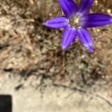 Bon Tempe Lake Loop, California - 2,083 Reviews, Map | AllTrails