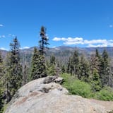 Muir Grove Trail, California - 390 Reviews, Map | AllTrails