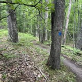 VASA Single Track Loop, Michigan - 377 Reviews, Map | AllTrails