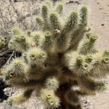 Cholla Cactus Garden, California - 2,351 Reviews, Map | AllTrails