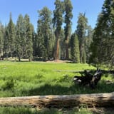 Big Trees Trail, California - 1,695 Reviews, Map | AllTrails