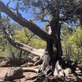 Fatmans Loop Trail, Arizona - 5,244 Reviews, Map | AllTrails