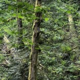 Lower Macleay Park to Pittock Mansion, Oregon - 4,438 Reviews, Map ...