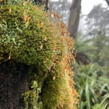 Mount Victoria Track, Victoria, Australia - 317 Reviews, Map | AllTrails