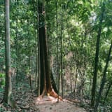 Bukit Nanas Forest Reserve Trail, Kuala Lumpur, Malaysia - 32 Reviews ...