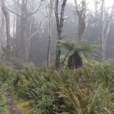 Mount Victoria Track, Victoria, Australia - 317 Reviews, Map | AllTrails