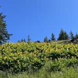 Tire Mountain Trail, Oregon - 149 Reviews, Map | AllTrails