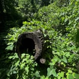 Stringers Ridge via Blue Trail, Tennessee - 2,106 Reviews, Map | AllTrails