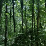 Stringers Ridge via Blue Trail, Tennessee - 2,106 Reviews, Map | AllTrails