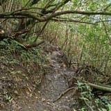 Waimano Falls Trail, Oahu, Hawaii - 5,063 Reviews, Map | AllTrails