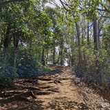 Waimano Falls Trail, Oahu, Hawaii - 5,033 Reviews, Map | AllTrails