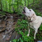 Walden Creek Waterfall Trail, Georgia - 193 Reviews, Map | AllTrails