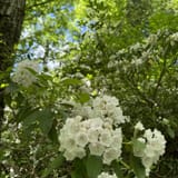 Limberlost Trail, Virginia - 933 Reviews, Map | AllTrails