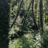 Tryon Creek Triple Bridge Loop, Oregon - 1,592 Reviews, Map | AllTrails