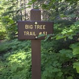 Big Tree Loop, Washington - 27 Reviews, Map | AllTrails