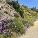 Beaudry Loop, California - 5,419 Reviews, Map | AllTrails