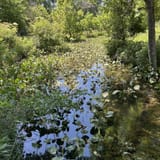 Gorman Falls Trail, Texas - 1,152 Reviews, Map | AllTrails