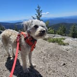 Mount Kit Carson Trail, Washington - 1,002 Reviews, Map | AllTrails