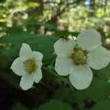 Nolte State Park Deep Lake, Washington - 609 Reviews, Map | AllTrails