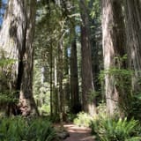 Simpson-Reed Trail, California - 1,194 Reviews, Map | AllTrails