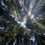 Tall Trees Grove Loop Trail, California - 2,348 Reviews, Map | AllTrails