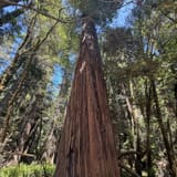 Tall Trees Grove Loop Trail, California - 2,331 Reviews, Map | AllTrails