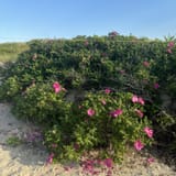 Napatree Point Conservation Area Trail, Rhode Island - 807 Reviews, Map ...