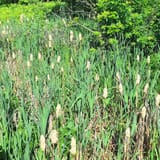 Neabsco Creek Boardwalk, Virginia - 969 Reviews, Map | AllTrails