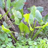 Neabsco Creek Boardwalk, Virginia - 969 Reviews, Map | AllTrails