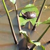 Neabsco Creek Boardwalk, Virginia - 969 Reviews, Map | AllTrails
