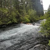 West Metolius River Trail, Oregon - 745 Reviews, Map | AllTrails