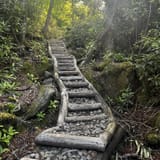 Ramsey Cascades Trail, Tennessee - 2,440 Reviews, Map | AllTrails