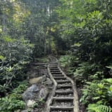 Ramsey Cascades Trail, Tennessee - 2,440 Reviews, Map | AllTrails