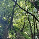 Arthog Waterfalls Circular, Gwynedd, Wales - 23 Reviews, Map | AllTrails