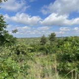 Lost Pines Trail, Texas - 683 Reviews, Map | AllTrails