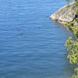 Tubbs Hill, Idaho - 4,267 Reviews, Map | AllTrails
