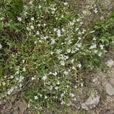 Coon Hollow Loop, South Dakota - 1,341 Reviews, Map | AllTrails