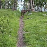 Lewis Spring Falls Trail, Virginia - 1,426 Reviews, Map | AllTrails