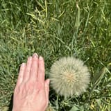 Niwot Loop Trail, Colorado - 591 Reviews, Map | AllTrails