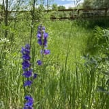 Niwot Loop Trail, Colorado - 591 Reviews, Map | AllTrails