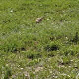 Niwot Loop Trail, Colorado - 591 Reviews, Map | AllTrails