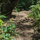 Weatherwax Trail, Washington - 294 Reviews, Map | AllTrails