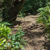 Weatherwax Trail, Washington - 294 Reviews, Map | AllTrails