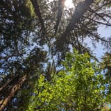 Weatherwax Trail, Washington - 294 Reviews, Map | AllTrails