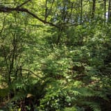 Weatherwax Trail, Washington - 294 Reviews, Map | AllTrails