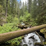 Silver Falls Loop, Washington - 2,921 Reviews, Map | AllTrails