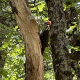 Cumberland Monastery Trail, Rhode Island - 2,066 Reviews, Map | AllTrails