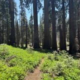 Muir Grove Trail, California - 392 Reviews, Map | AllTrails