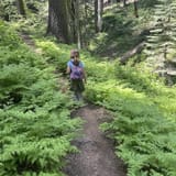 Muir Grove Trail, California - 390 Reviews, Map | AllTrails
